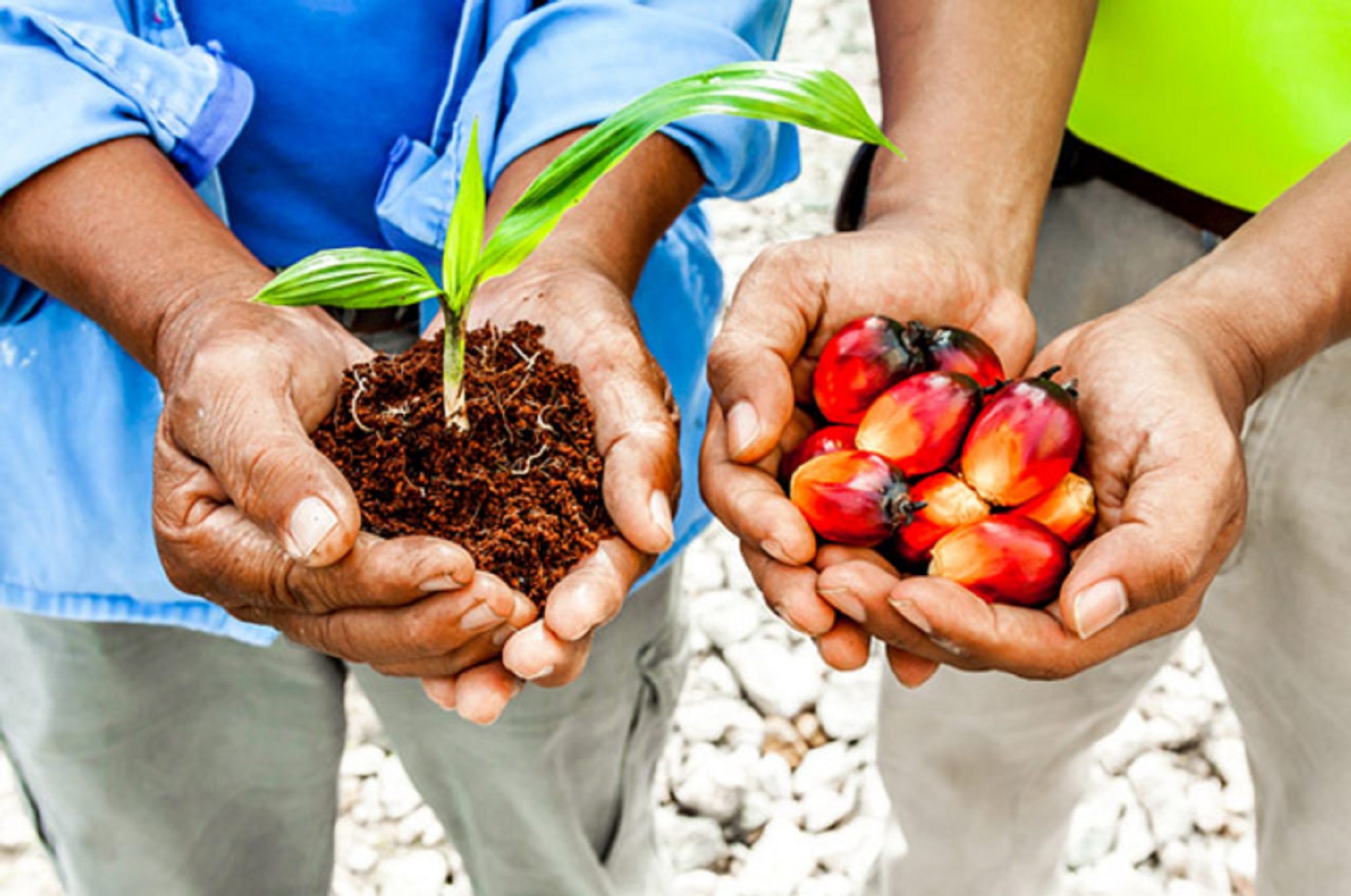 Plantation - Sarawak Oil Palms